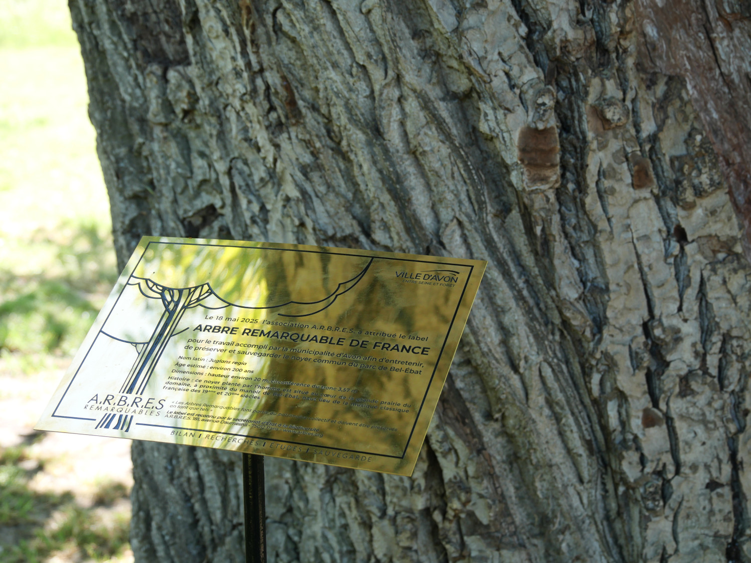 Le noyer labellisé « Arbre remarquable de France » - Ville d’Avon